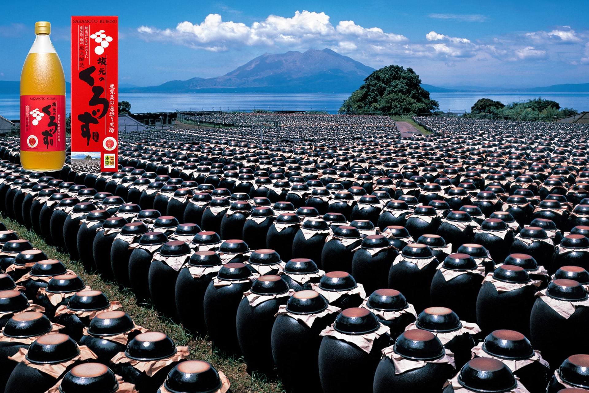 【霧島市福山町】200年の伝統！「坂元のくろず」令和7年秋の仕込みがスタート！黒酢命名50周年の節目